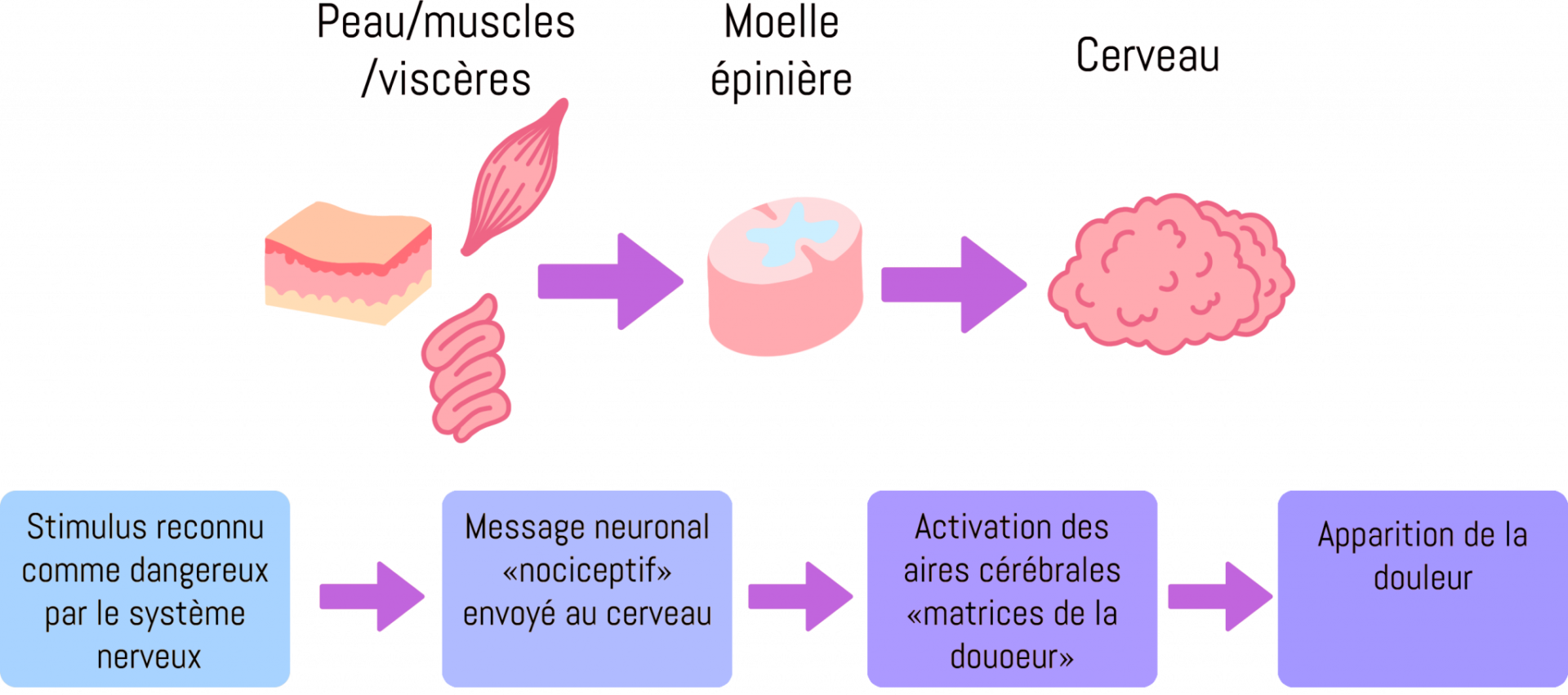 Comprendre la douleur et ses différents types • Aurore Roose